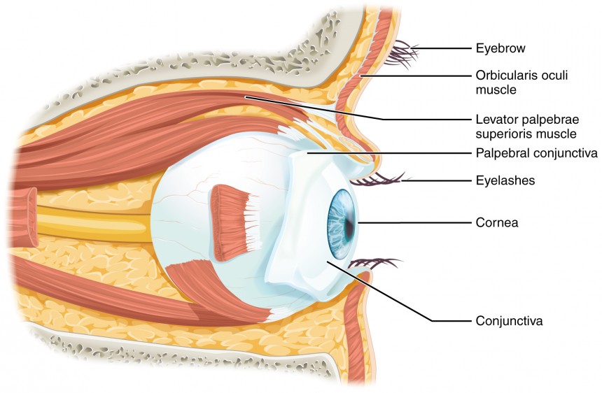 Vision Anatomy And Physiology I