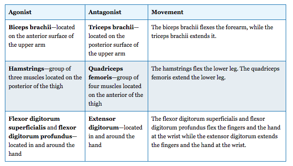 Muscle Movement and Gross Anatomy | Anatomy and Physiology I | Study Guides