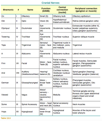The Peripheral Nervous System | Anatomy and Physiology I