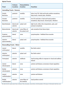 Spinal Cord | Anatomy and Physiology I