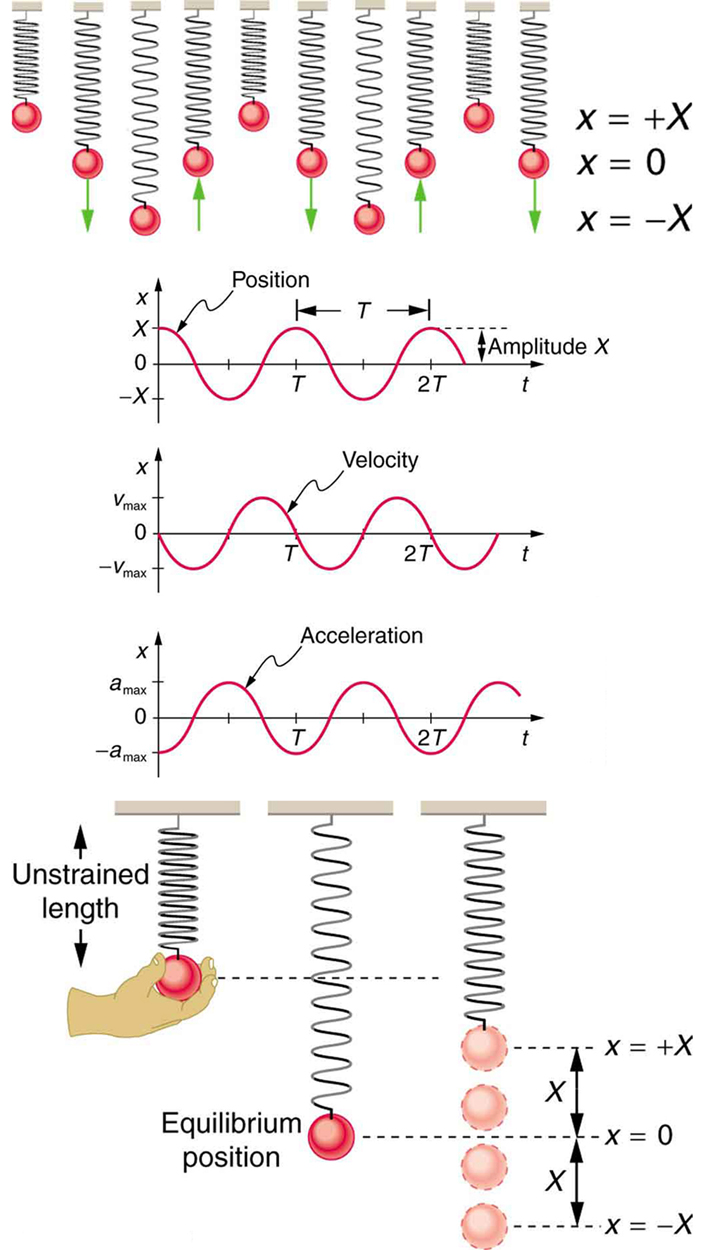 Harmonic Motion Zoomascse