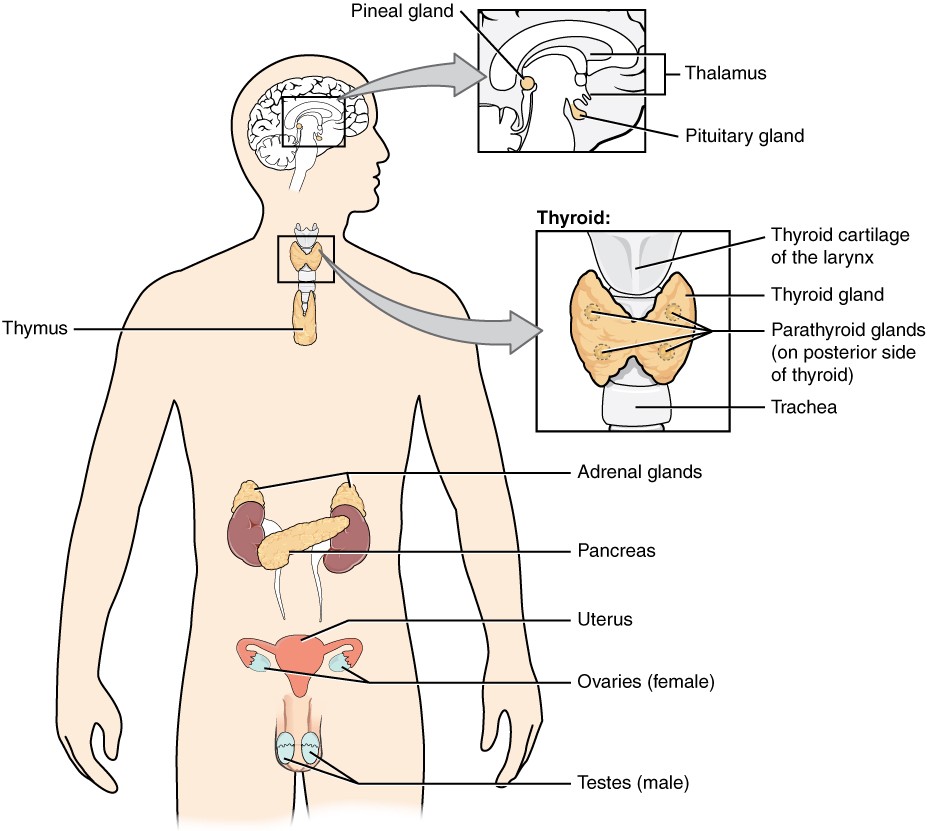 Endocrine System Table