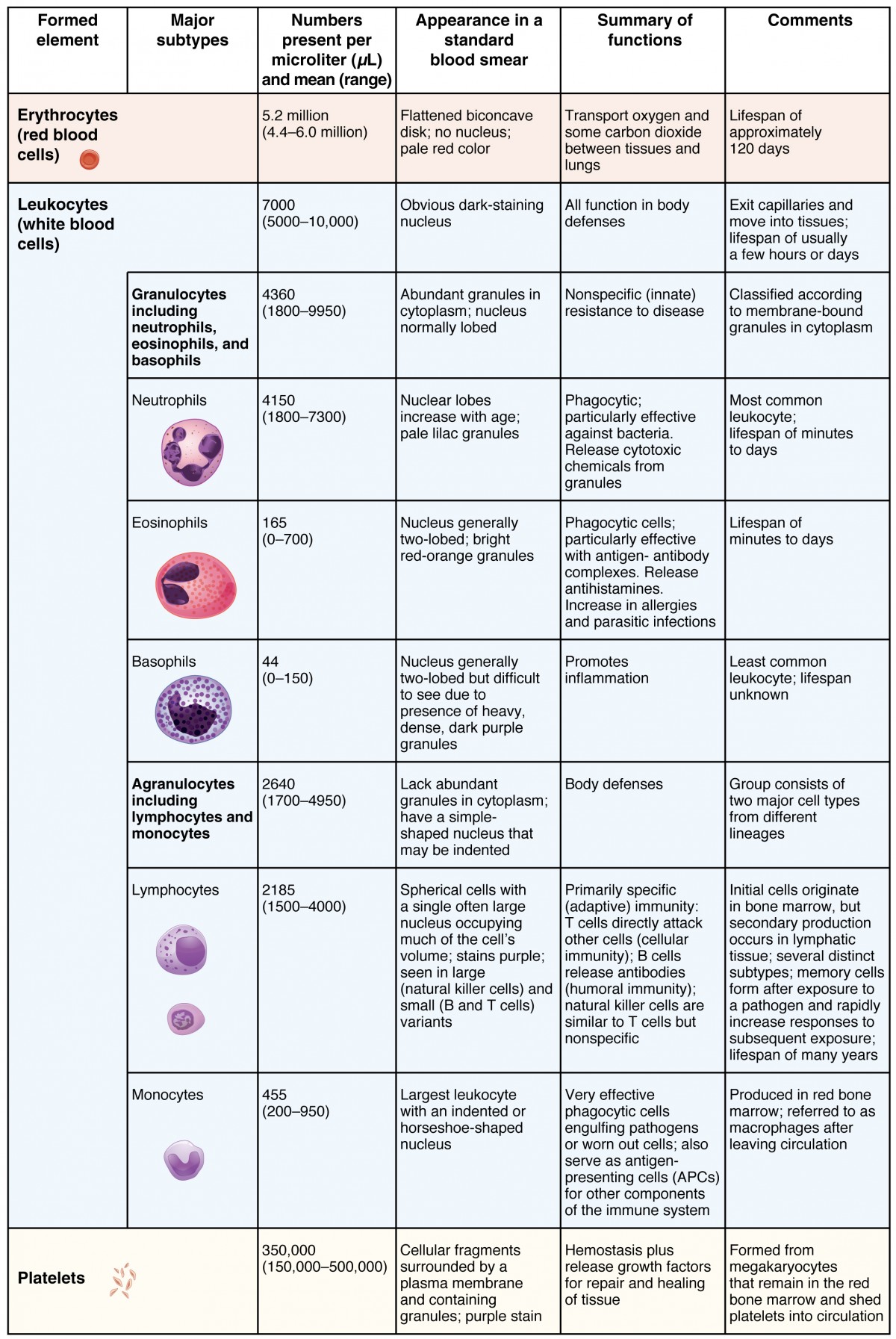Erythrocytes Anatomy And Physiology II