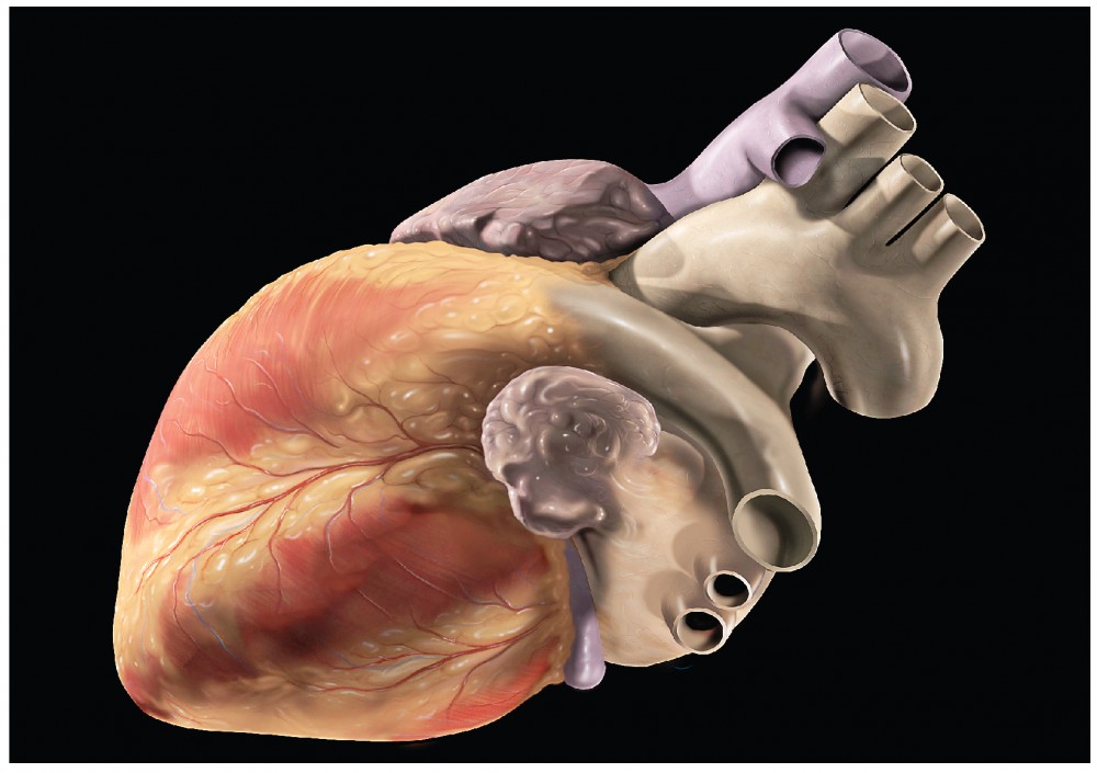 Introduction To The Cardiovascular System The Heart Anatomy And