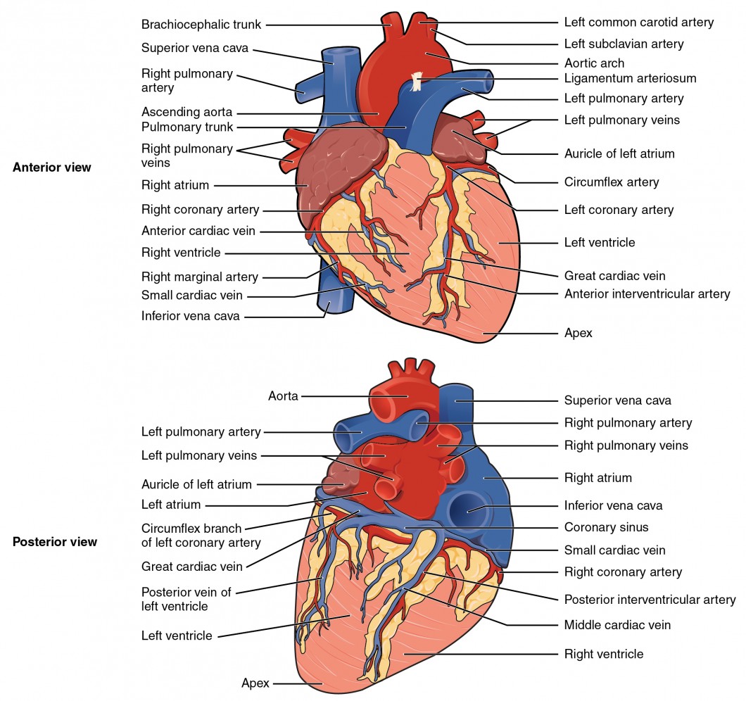 Heart Anatomy Anatomy And Physiology II