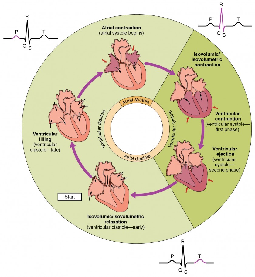 Cardiale Cyclus Anatomie En Fysiologie II Precision