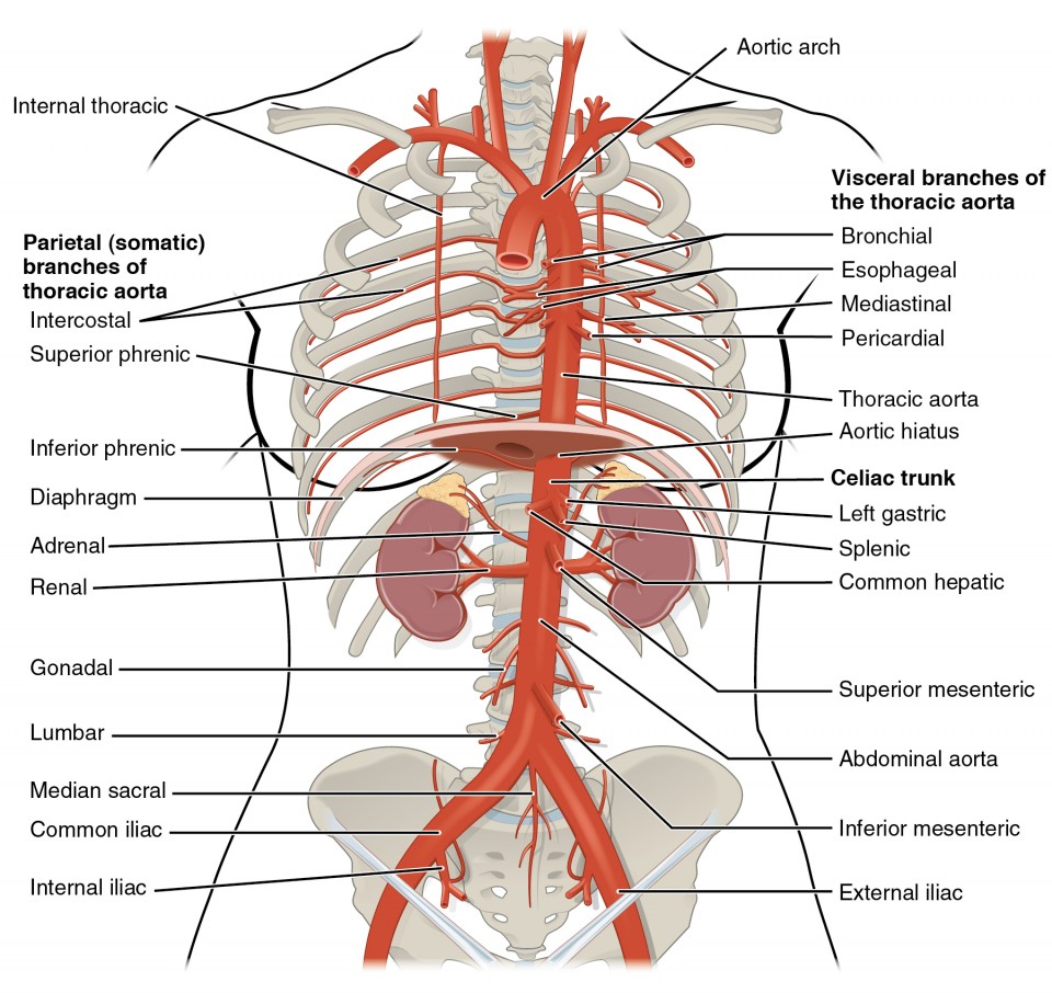 Circulatory Pathways Anatomy And Physiology II Circulatory Pathways Anatomy And Physiology II