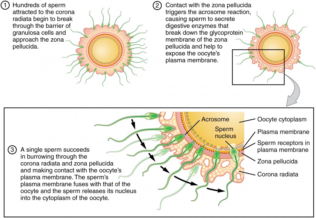 Fertilization Anatomy And Physiology II