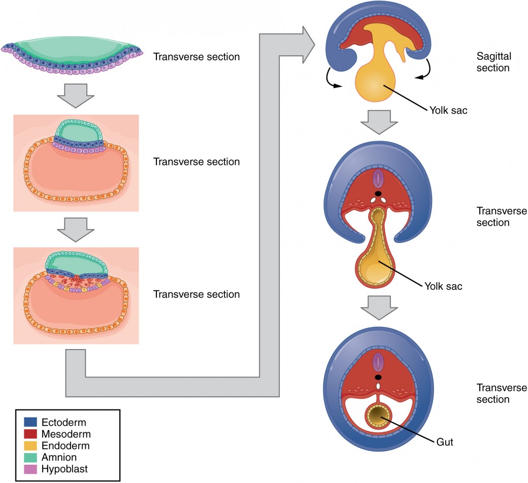 Embryonic Development Anatomy And Physiology II Embryonic Development Anatomy And Physiology II