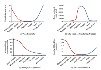 Blood Flow, Blood Pressure, and Resistance | Anatomy and Physiology II
