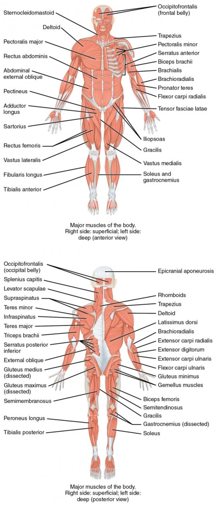 Naming Skeletal Muscles Wellness HE 130