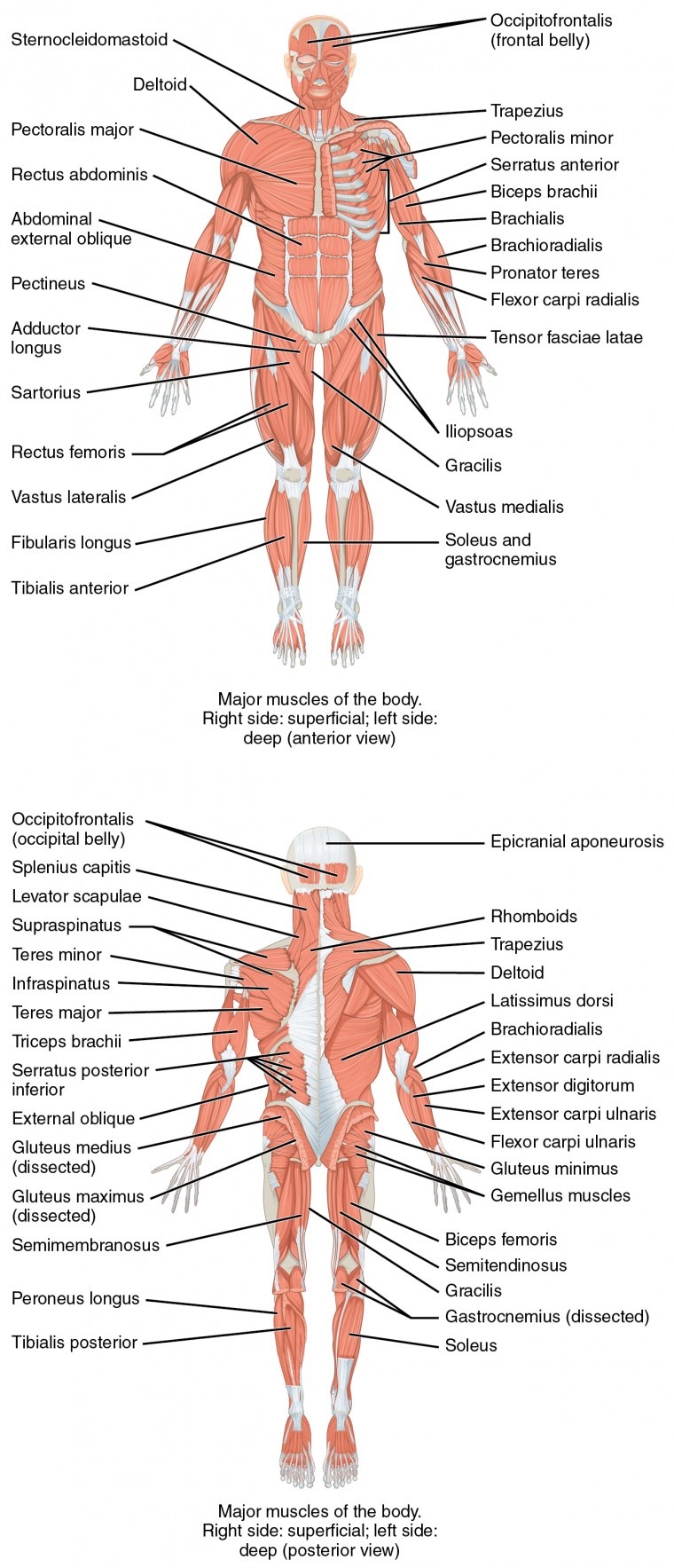 Naming Skeletal Muscles Lifetime Fitness And Wellness