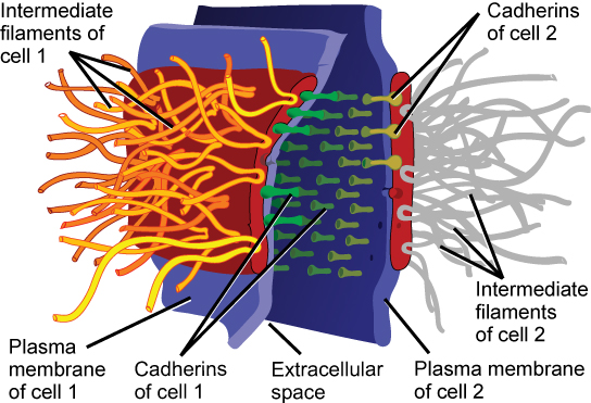 Chapter 6. Cell Structure | Biology for Majors (openstax import)