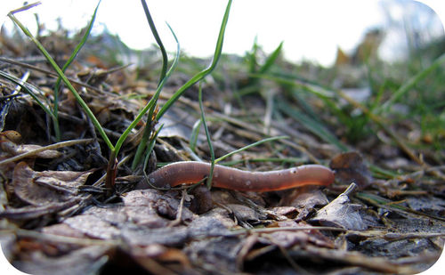 Reading: Characteristics of Soil | Geology