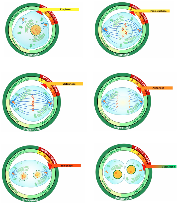 Mitosis And The Cell Cycle Biology I Laboratory Manual