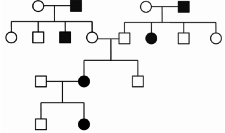 Module 10: Human Inheritance - Biology LibreTexts