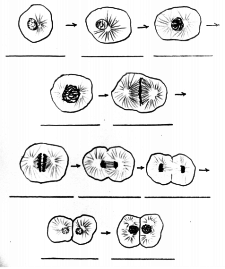 Mitosis | Biology I Laboratory Manual