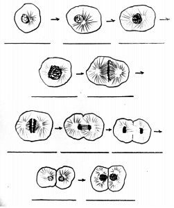 Mitosis | Biology I Laboratory Manual