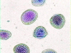 5.2: Reading - Seed Plants - Biology LibreTexts