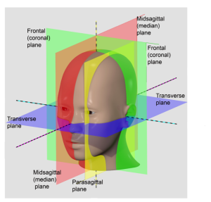 Anatomical Orientation and Directions | Human Anatomy and Physiology ...