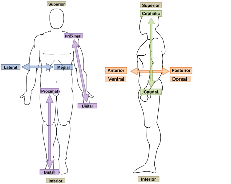 The Directional Term Inferior Describes Movement The Directional Term Inferior Describes Movement