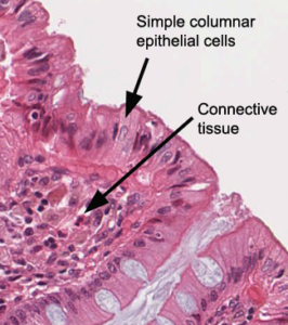 Examining epithelial tissue under the microscope | Human Anatomy and ...