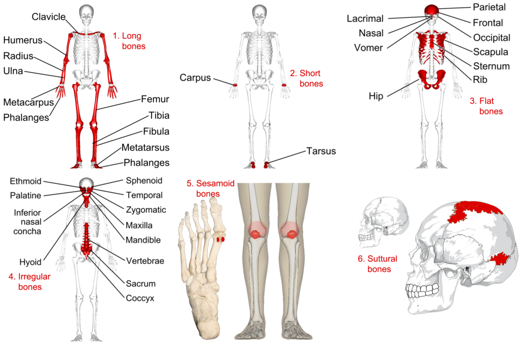 Categorizing Bones By Shape Human Anatomy And Physiology Lab BSB 141 Categorizing Bones By Shape Human Anatomy And Physiology Lab BSB 141
