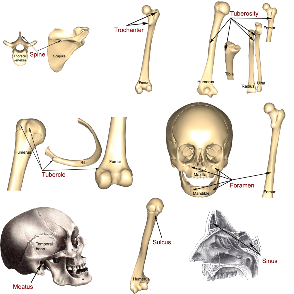Bone Marking Process Bone Markings And Definitions Swhshish