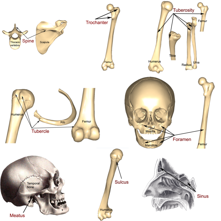 Ross Anatomy And Physiology Ross Anatomy And Physiology