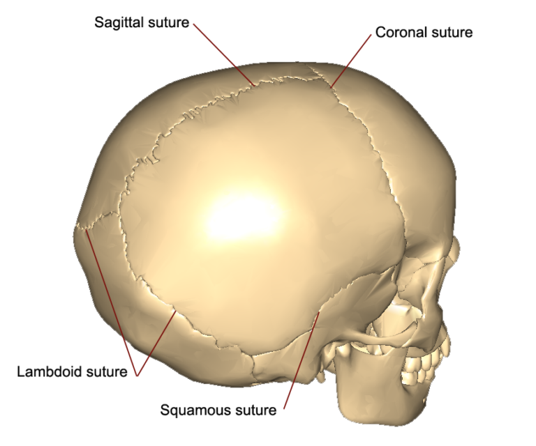 The Bones of the Skull | Human Anatomy and Physiology Lab (BSB 141)