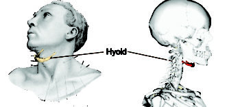 Primate Hyoid Bone
