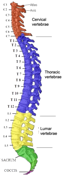 The Vertebral Column | Human Anatomy and Physiology Lab (BSB 141)