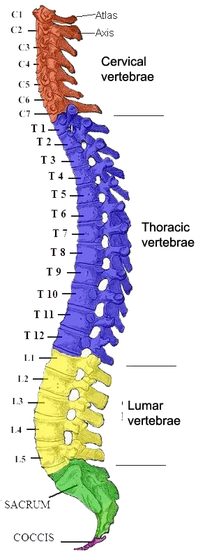 The Vertebral Column Human Anatomy And Physiology Lab BSB 141 The Vertebral Column Human Anatomy And Physiology Lab BSB 141