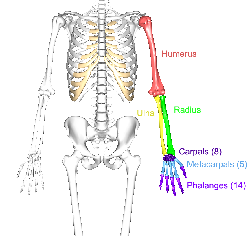 De Bovenste Ledematen Human Anatomy And Physiology Lab BSB 141 
