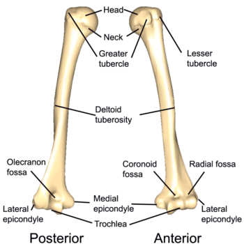 Los miembros superiores | Laboratorio de Anatomía y Fisiología Humana ...