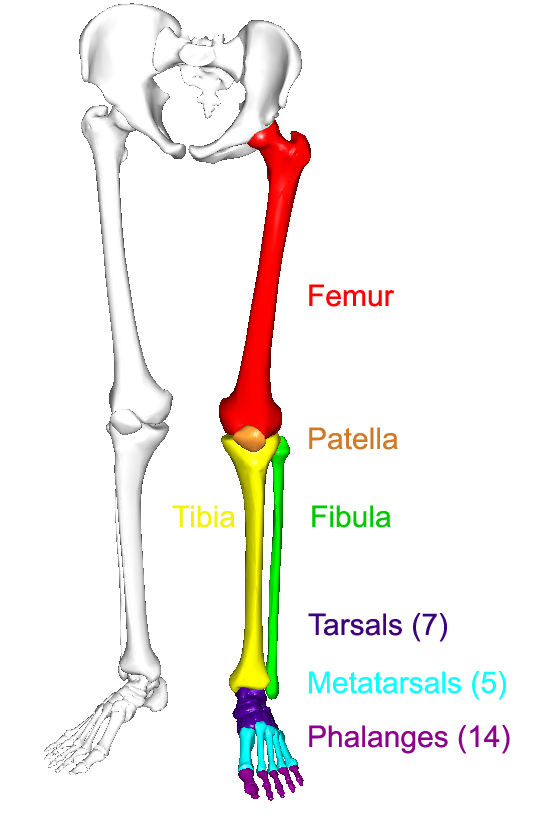 The Lower Limbs Human Anatomy And Physiology Lab BSB 141 