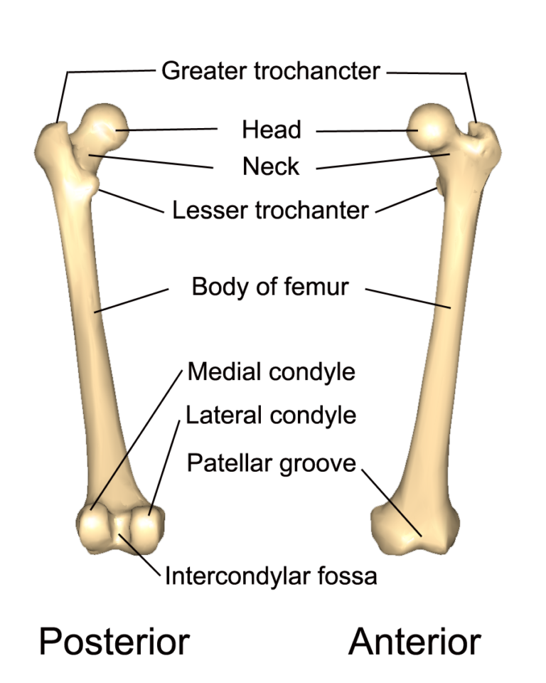 The Lower Limbs Human Anatomy And Physiology Lab BSB 141 