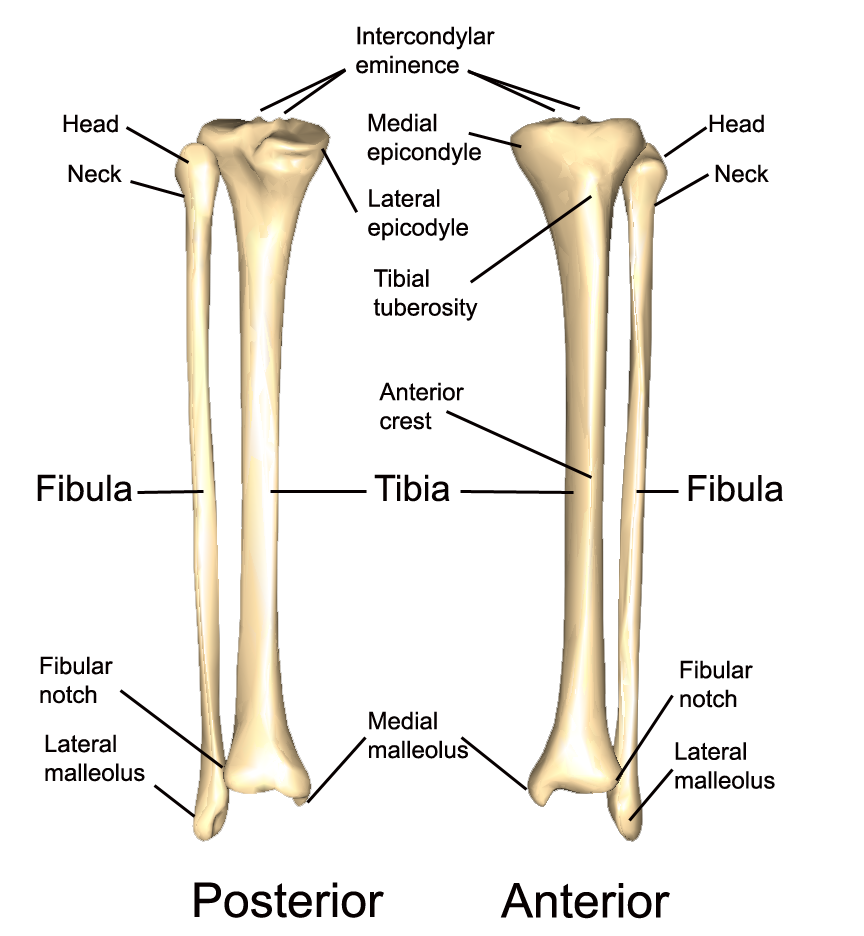 Long Bone Labeled Long Bone Labeled Stock Illustrations 41 Long Bone Long Bone Labeled Long Bone Labeled Stock Illustrations 41 Long Bone