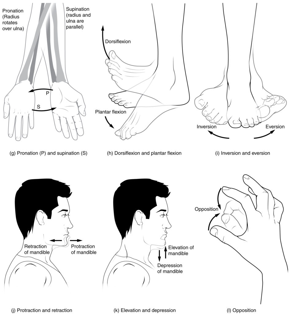 Naming Muscles Human Anatomy And Physiology Lab BSB 141 