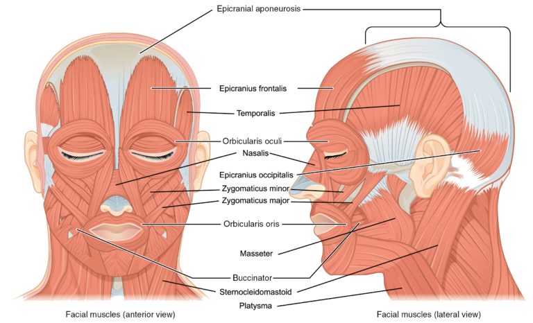 The muscles of the head and neck | Human Anatomy and Physiology Lab ...
