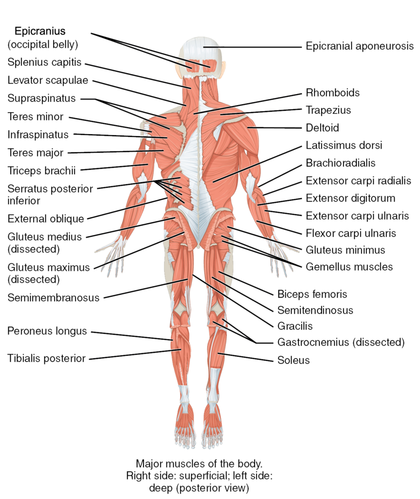 Muscles Of The Trunk Posterior View Winterartillustrationhouse Muscles Of The Trunk Posterior View Winterartillustrationhouse