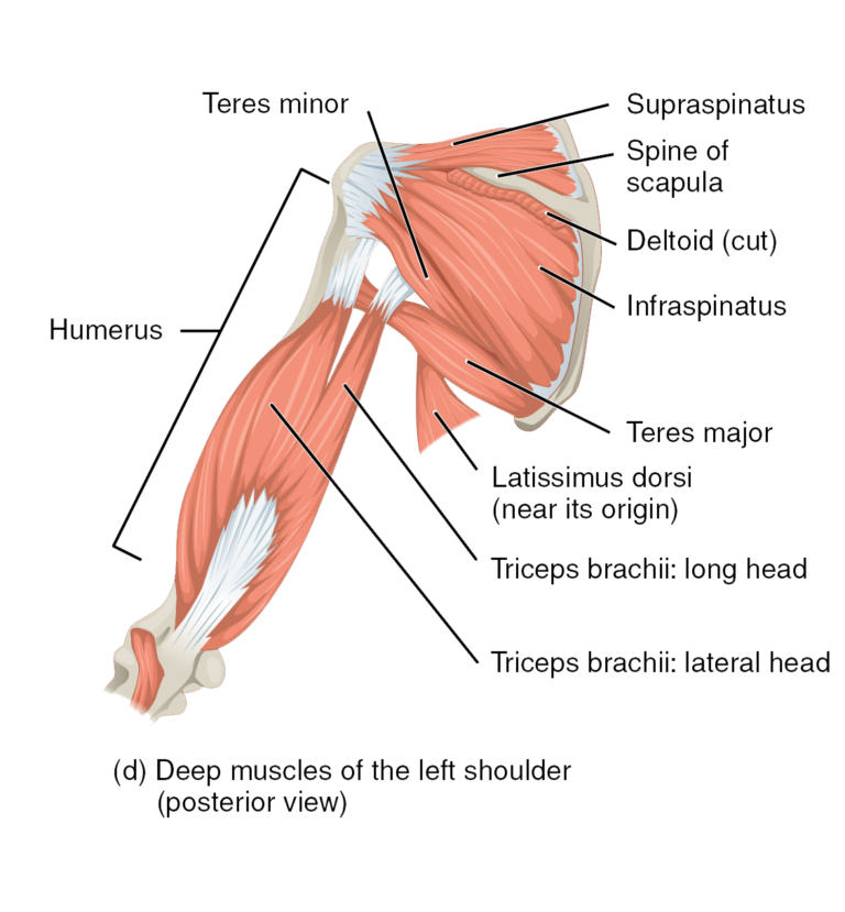 Muscles of the rotator cuff | Human Anatomy and Physiology Lab (BSB 141)
