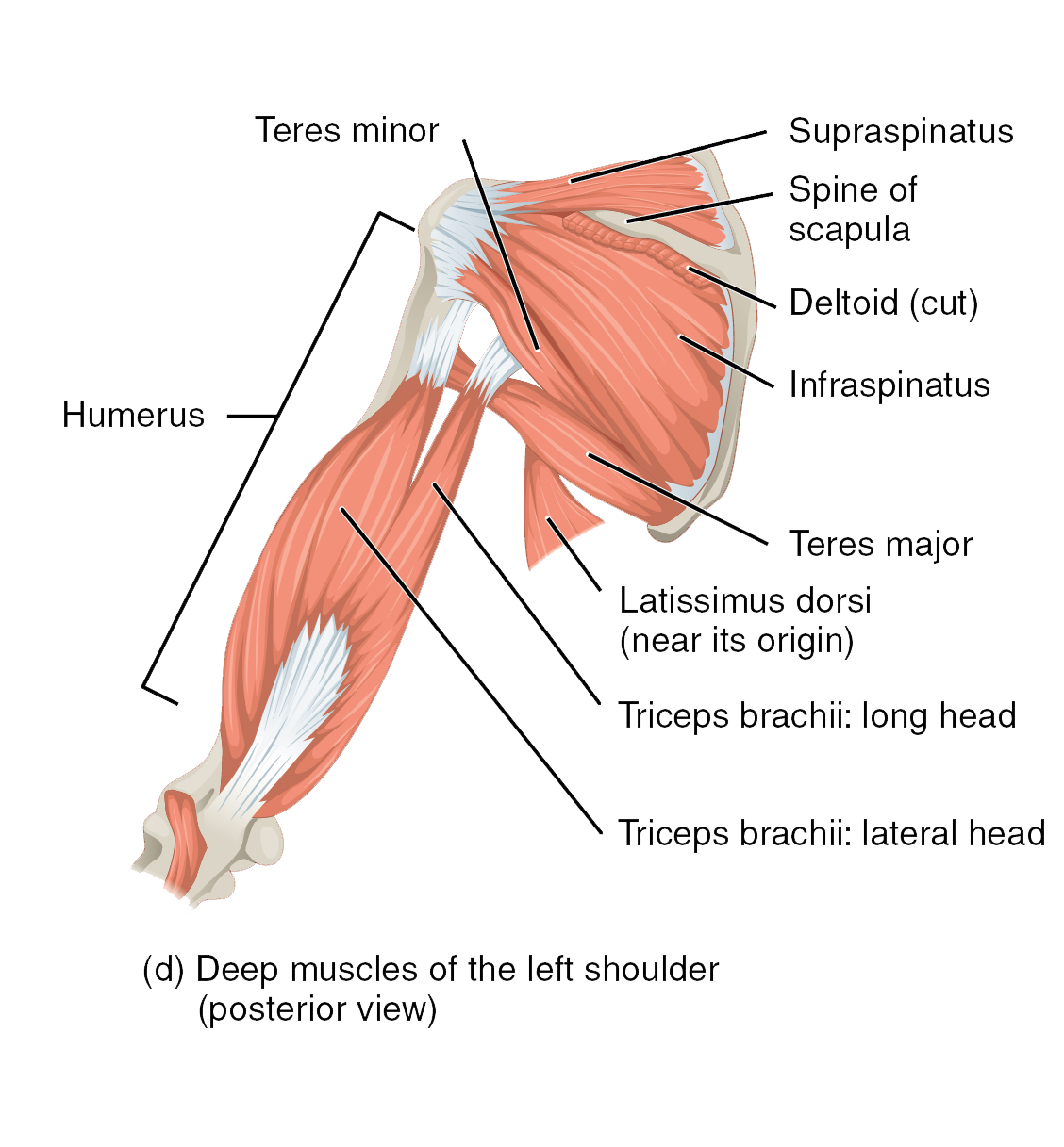 Lihaksia Kiert j kalvosin Ihmisen Anatomia Ja Fysiologia Laboratorion Lihaksia Kiert j kalvosin Ihmisen Anatomia Ja Fysiologia Laboratorion