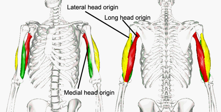 Muscles of the upper arm | Human Anatomy and Physiology Lab (BSB 141)
