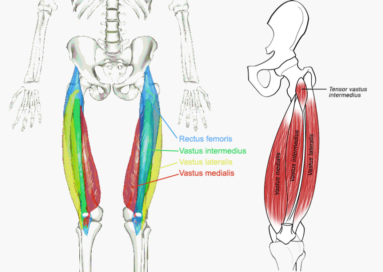 Muscles of the hips and thighs | Human Anatomy and Physiology Lab (BSB 141)