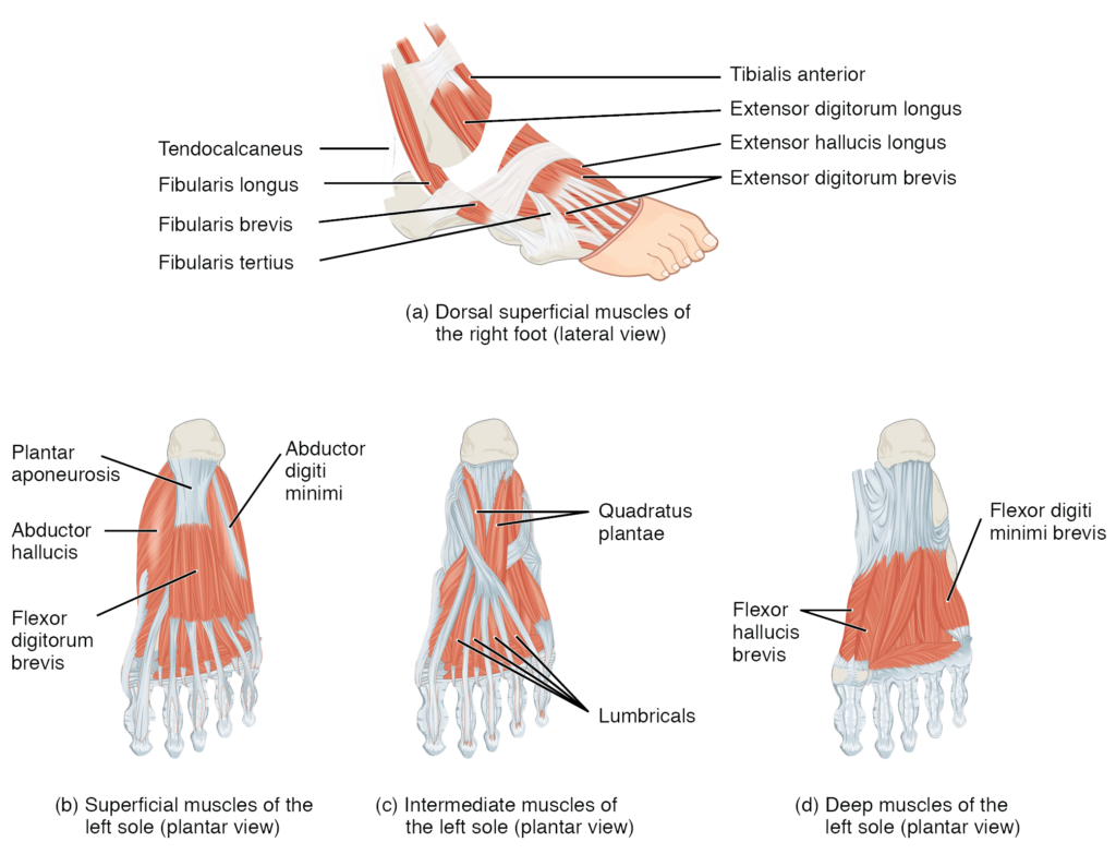 Muscles Of The Lower Leg And Foot Human Anatomy And Physiology Lab