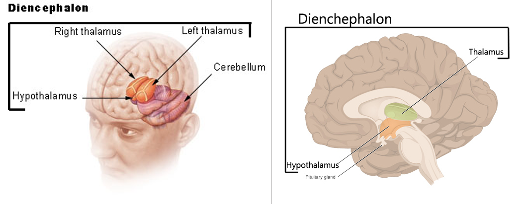 The Four Major Regions Of The Brain Human Anatomy And Physiology Lab 