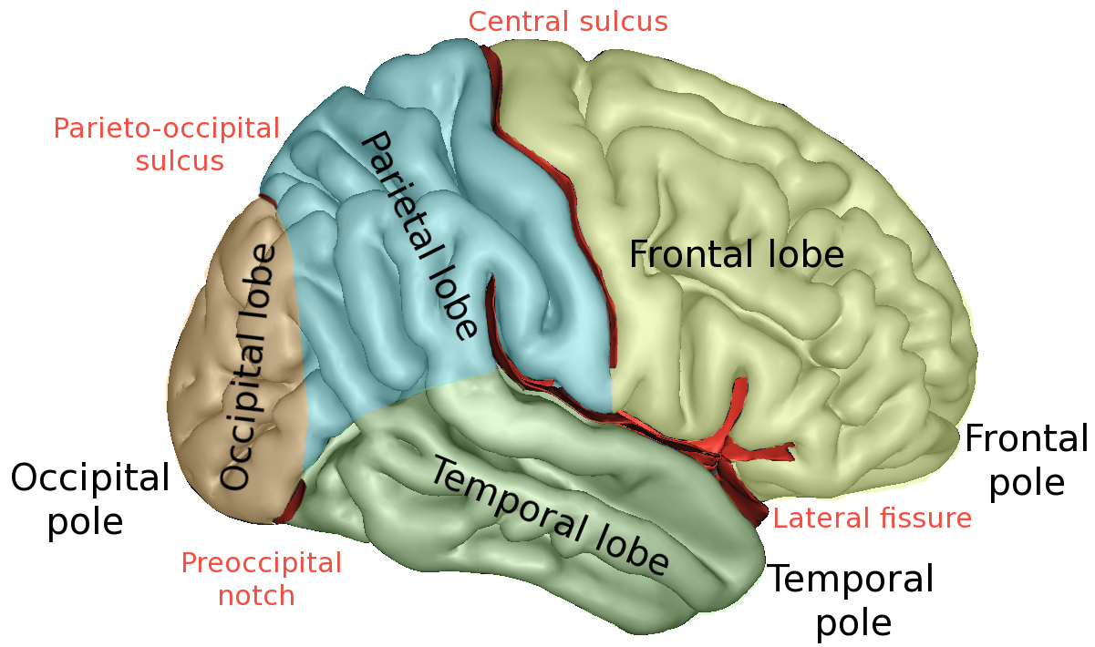 The Cerebrum Human Anatomy And Physiology Lab BSB 141 