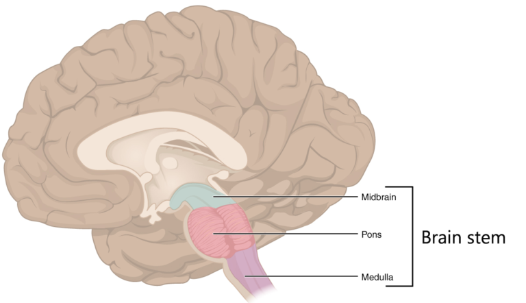 The brain stem and the cerebelleum | Human Anatomy and Physiology Lab ...