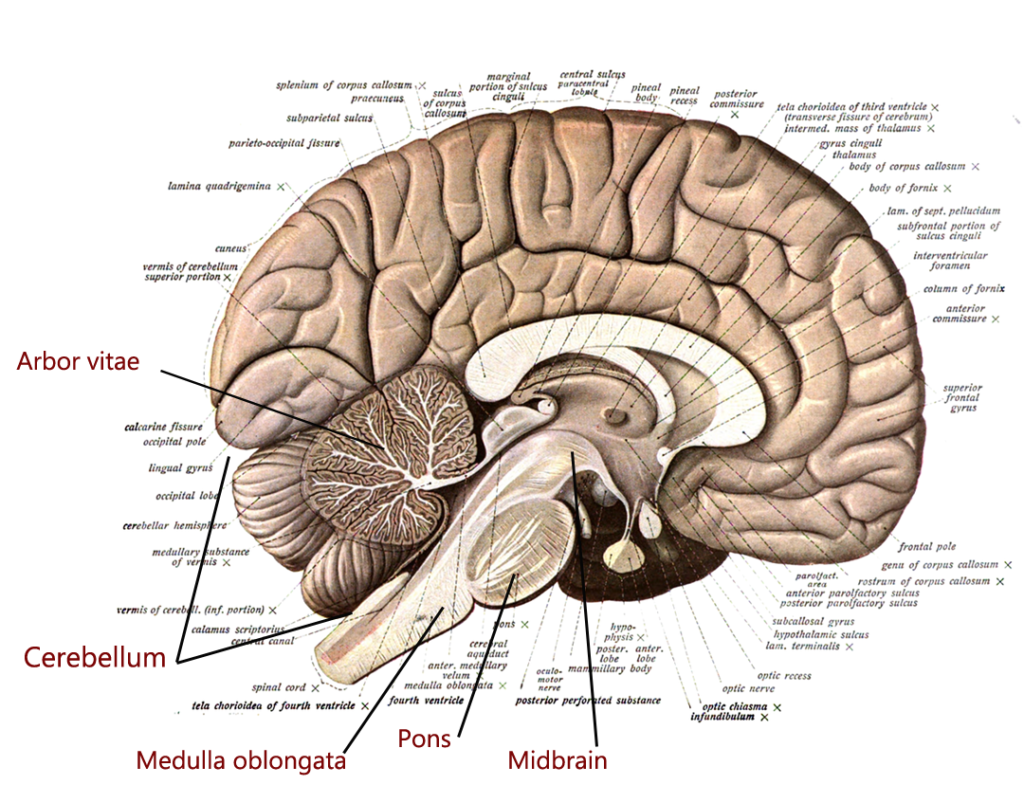 Brain Stem Models Labeled Brain Stem Lateral Labeled Nervous System Brain Stem Models Labeled Brain Stem Lateral Labeled Nervous System